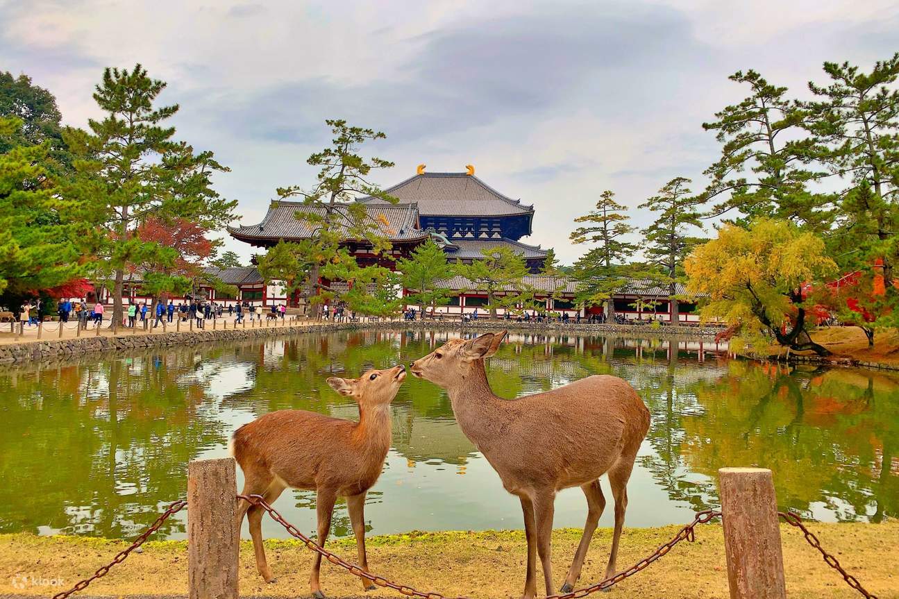 Fushimi Inari Shrine & Kinkaku-ji (Golden Pavilion) & Nara Park Day ...